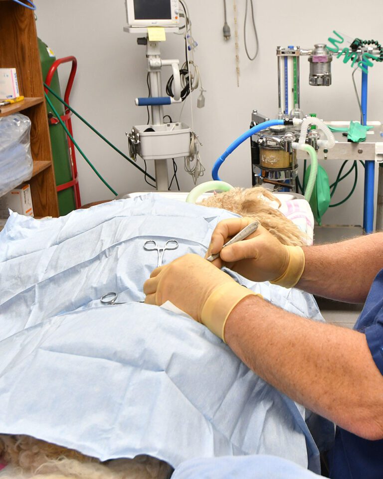 Pet Surgery in Abilene, TX | Dearing Veterinary Clinic